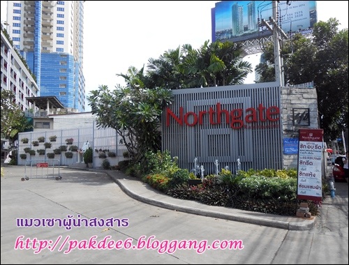 สเต็คเนื้อริบอาย & สลัดกุ้ง @ northgate ratchayothin