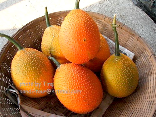 ฟักข้าว (Fruit From Heaven) 2