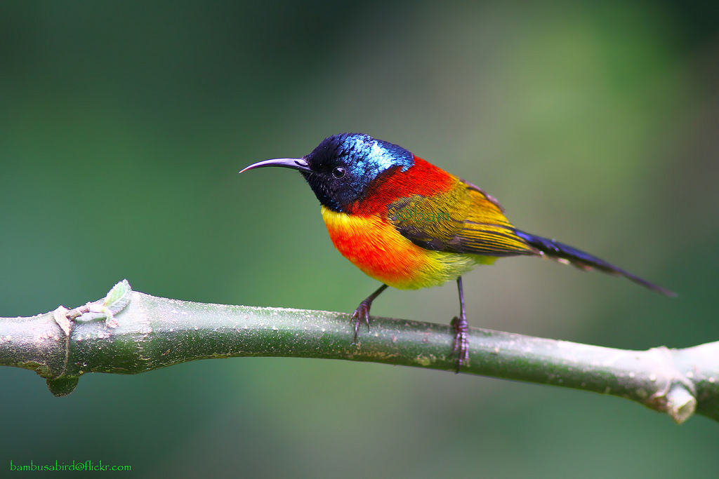 ข้อสงสัยในชื่อชนิดย่อยของนกกินปลีหางเขียว