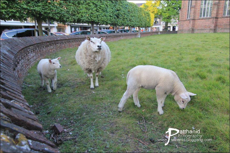 NETHERLANDS :: มาราธอนทริปตอนที่ 5 Movenpick Voorburg Hotel at Dan Hagg