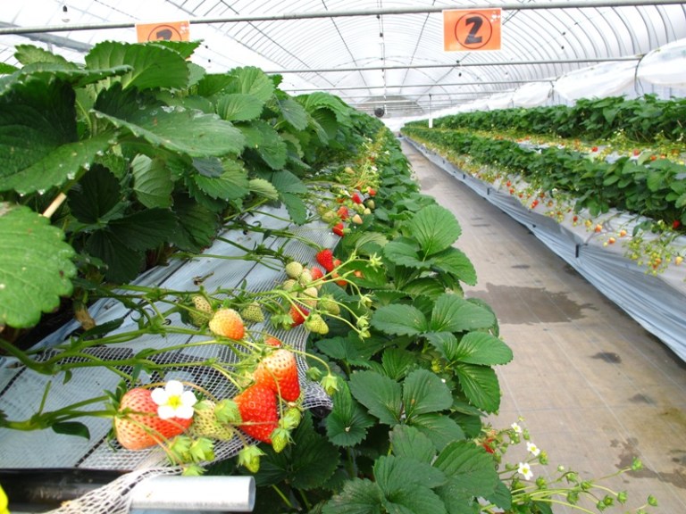 Bloggang.com : สมาชิกหมายเลข 4093775 - History of strawberry in Japan.