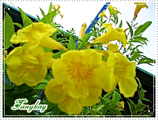 Bloggang.com : tangkay - ทองอุไร