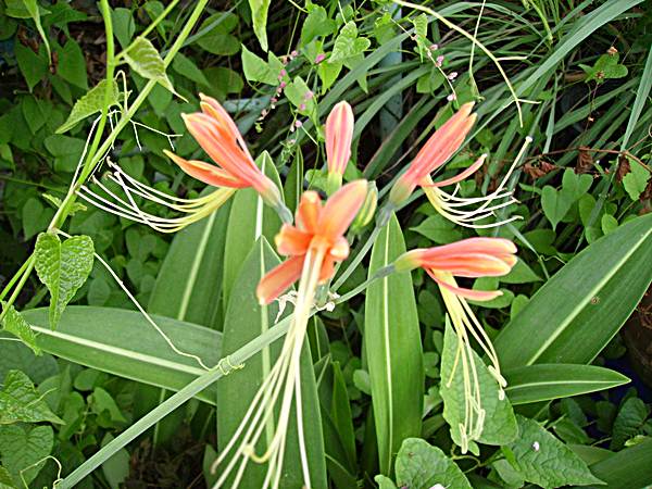 ปลูกทิ้งกว้างก็ยังมีดอก