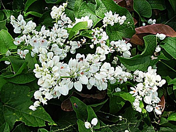 Bloggang.com : tangkay - ♥♥♥ พวงชมพู ♥♥♥