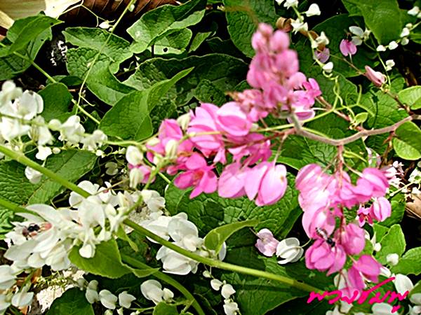 Bloggang.com : tangkay - ♥♥♥ พวงชมพู ♥♥♥