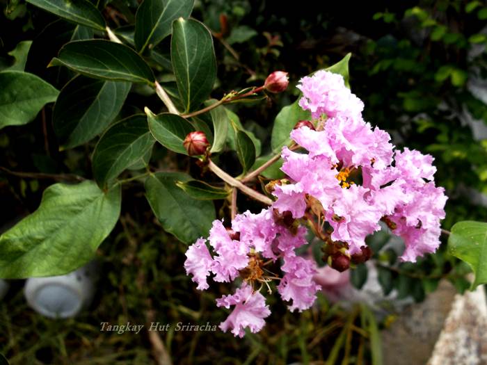 Bloggang.com : tangkay - ☺♥☺ ดอกยี่เข่งบานแล้ว ☺♥☺