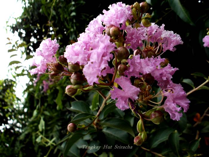 Bloggang.com : tangkay - ☺♥☺ ดอกยี่เข่งบานแล้ว ☺♥☺