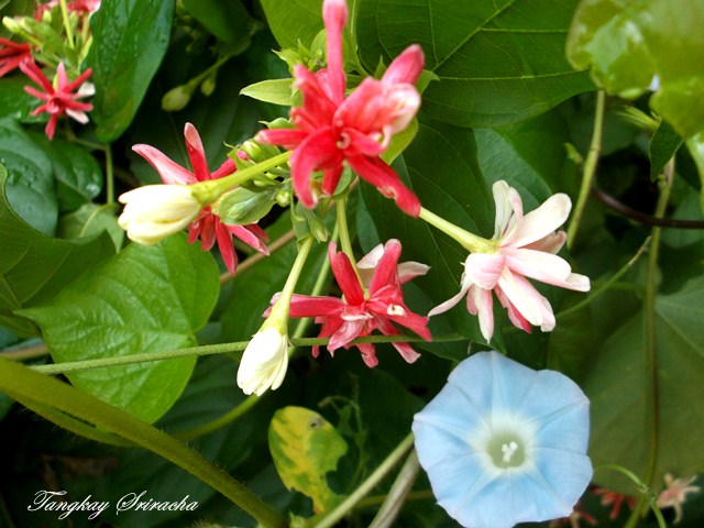 Bloggang.com : tangkay