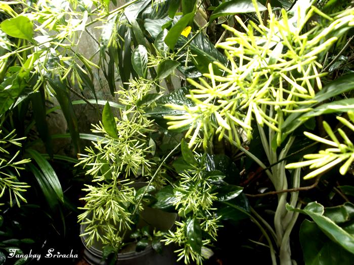 Bloggang.com : tangkay - ดอกราตรี