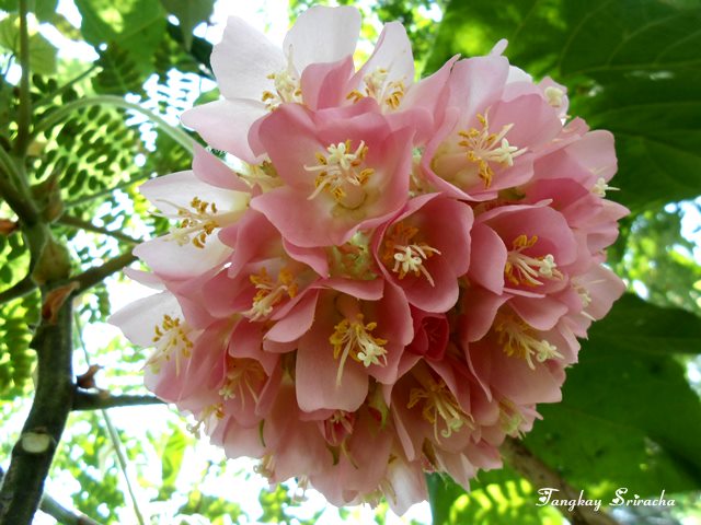 ดอกพุดตานญี่ปุ่น