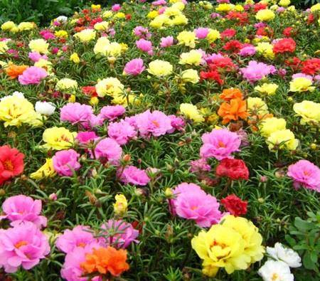 ดอกแพรเซี่ยงไฮ้