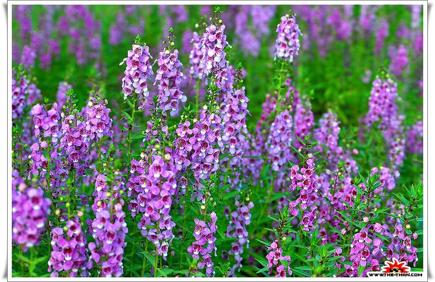 ดอกแวววิเชียร