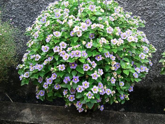 Bloggang.com : tangkay - ### ดอกม่วงเทพรัตน์