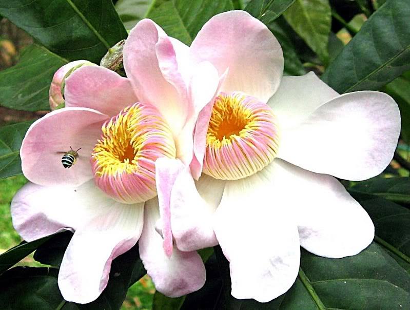 ดอกบัวสวรรค์