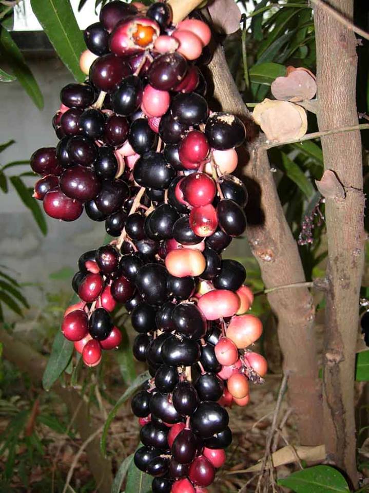 Bloggang.com : tangkay - ### ชำมะเลียง