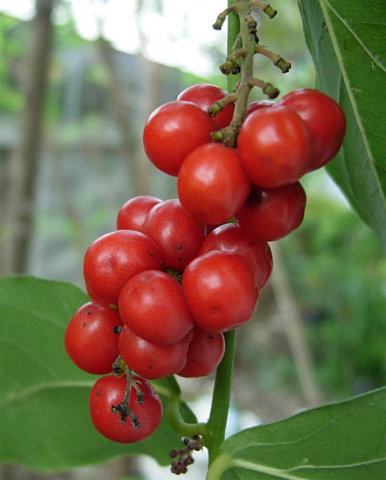 ชำมะเลียง