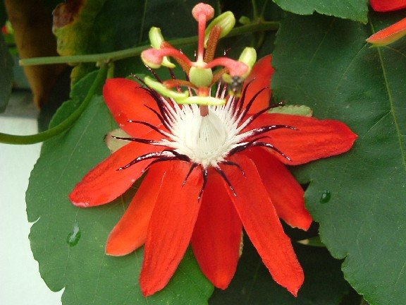 ดอกศรีมาลา