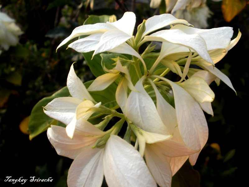 พึงชำระใจให้สะอาด