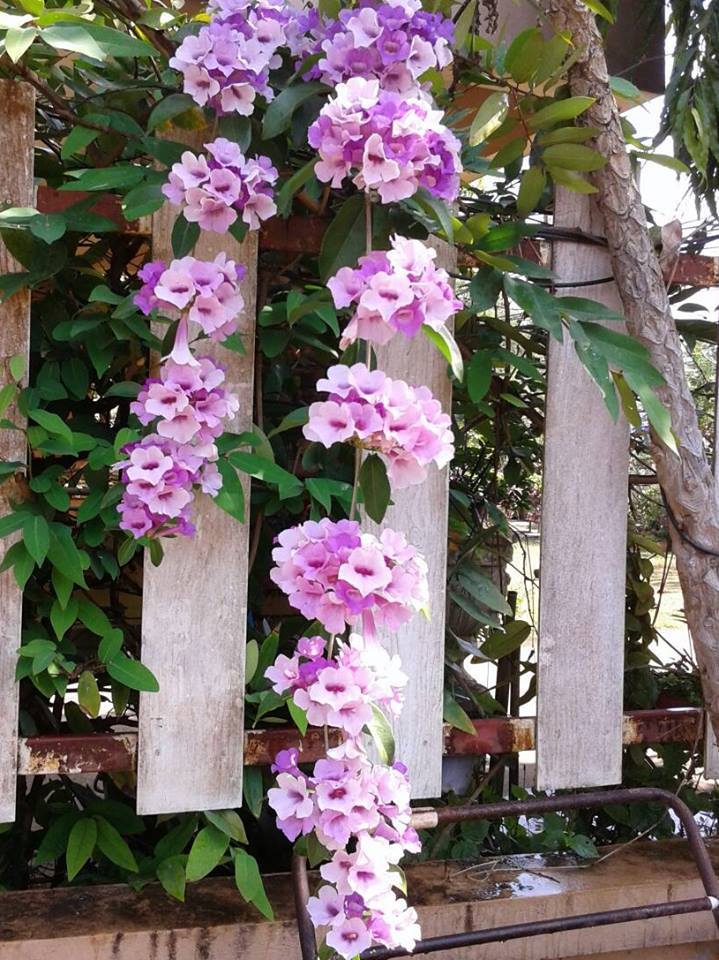 ดอกกระเทียมเถา