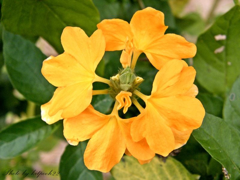 ดอกสังกรณี