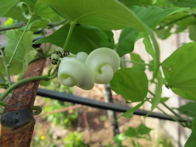 ดอกเกลียวสวาท