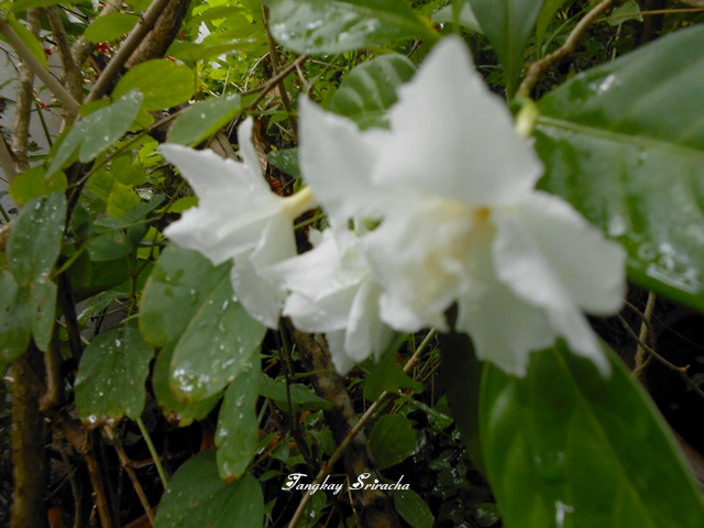 Bloggang.com : tangkay - ดอกมะลิบานแล้ว