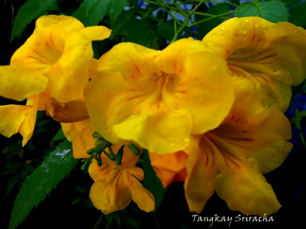 Bloggang.com : tangkay - ทองอุไร