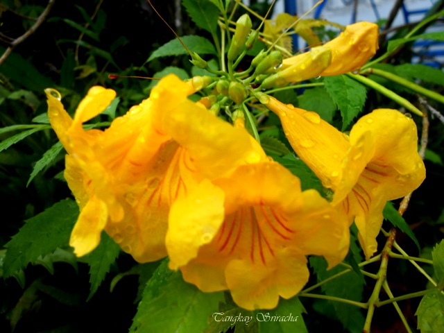 Bloggang.com : tangkay - ทองอุไร