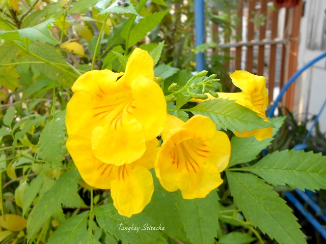 Bloggang.com : tangkay - ทองอุไร