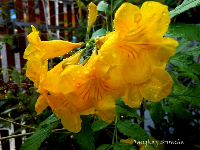 Bloggang.com : tangkay - ทองอุไร