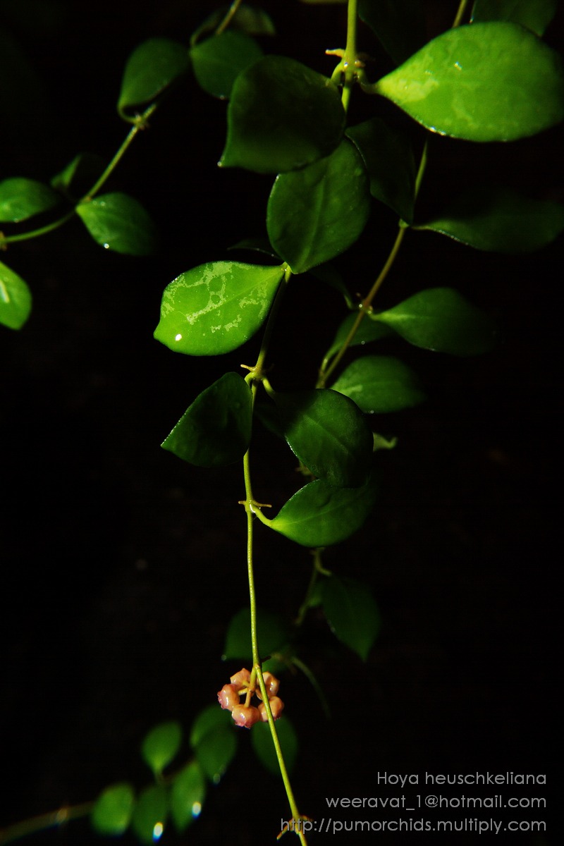 Hoya heuschkeliana