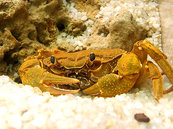 Bloggang.com : ลายเส้นหลังเขา - ไอ้ปื๊ด กับ งานวันประมงน้อมเกล้าฯ ครั้ง ...