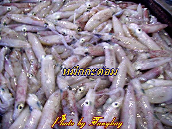 คุยเฟื่องเรื่องของหมึกกล้วย