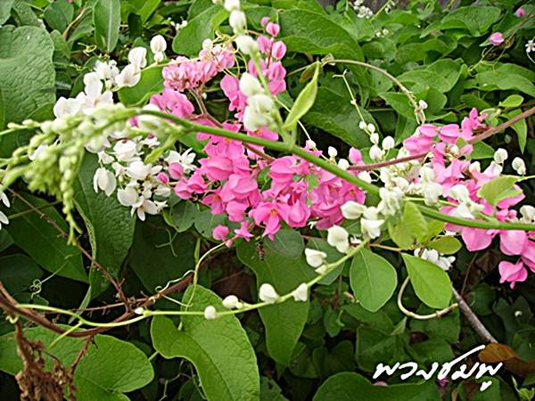 Bloggang.com : tangkay - ♥♥♥ พวงชมพู ♥♥♥