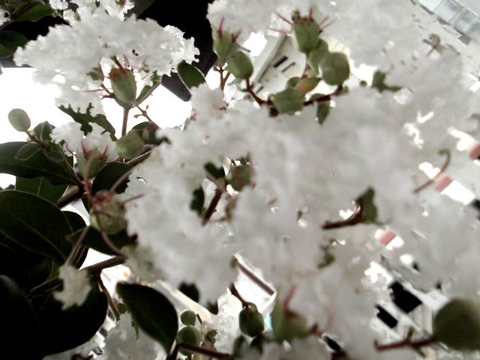 Bloggang.com : tangkay - ☺♥☺ ดอกยี่เข่งบานแล้ว ☺♥☺