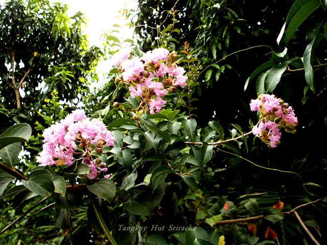 Bloggang.com : tangkay - ☺♥☺ ดอกยี่เข่งบานแล้ว ☺♥☺