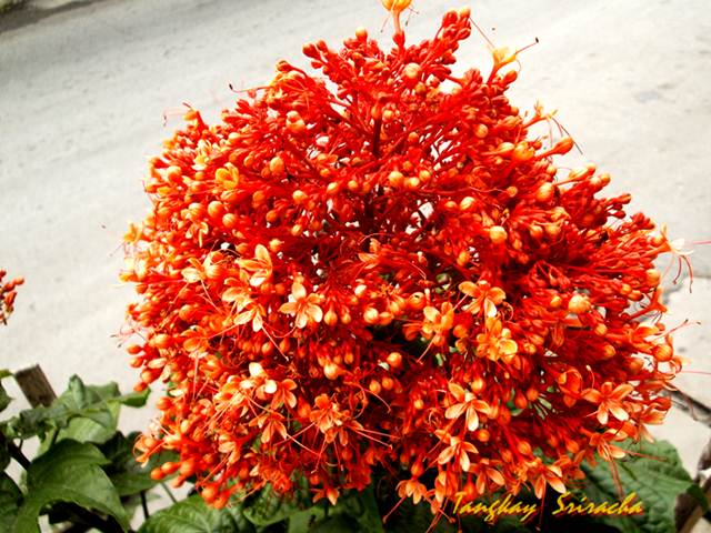 Bloggang.com : tangkay - ♦♦♦ เขาบอกว่าเธอชื่อ " เข็มญี่ปุ่น " ♦♦♦