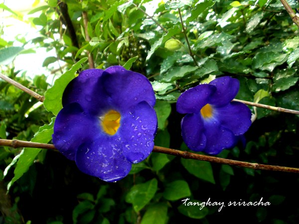 Bloggang.com : tangkay