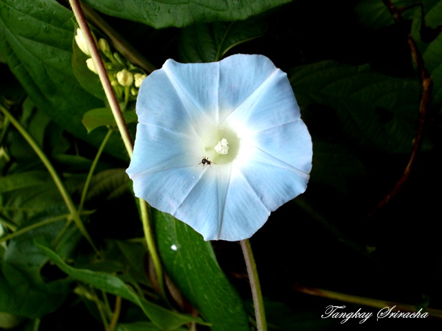 Bloggang.com : tangkay