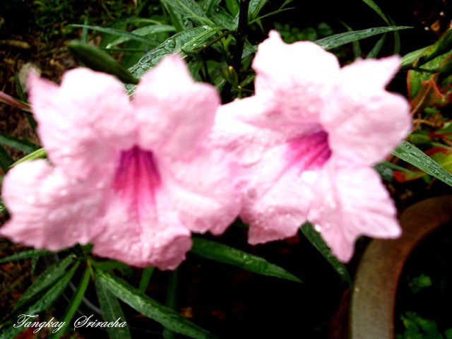 ♣♣♣ ดอกต้อยติ่ง ♣♣♣