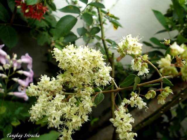 ดอกเทียนหอม หอมตลบอบอวล