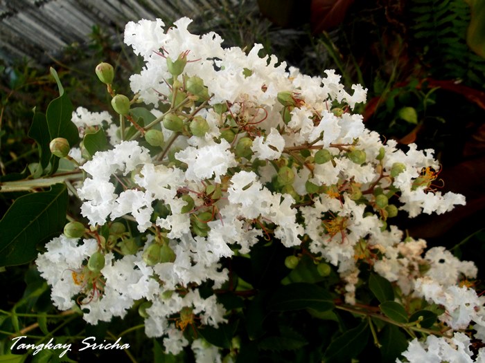 น้ำมันแพงต้องฉลาดเดิม