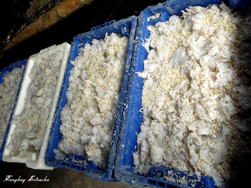 Bloggang.com : tangkay