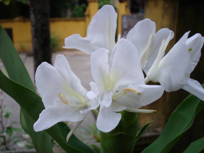 ดอกมหาหงส์