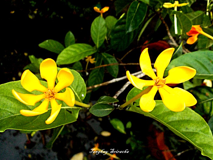 พุดน้ำบุษย์