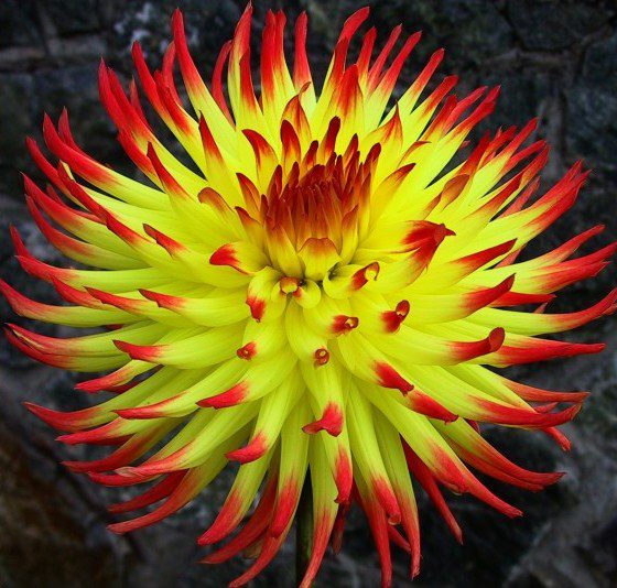 ดอกรักเร่