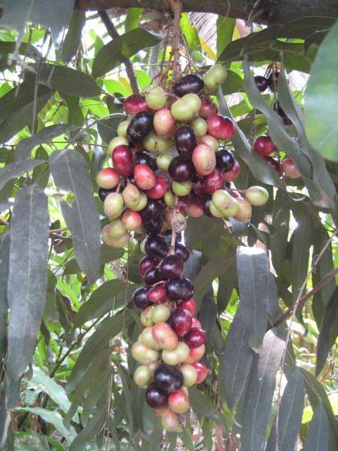 ชำมะเลียง