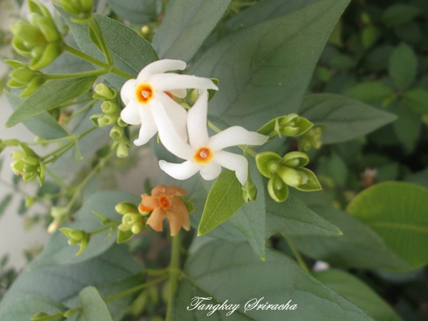 ♦♦♦ ดอกกรรณิการ์ ♦♦♦