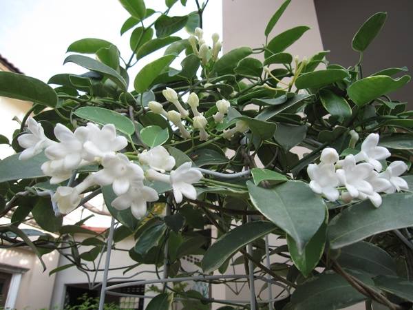 ดอกชะลูดช้าง