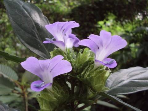 ดอกสังกรณี